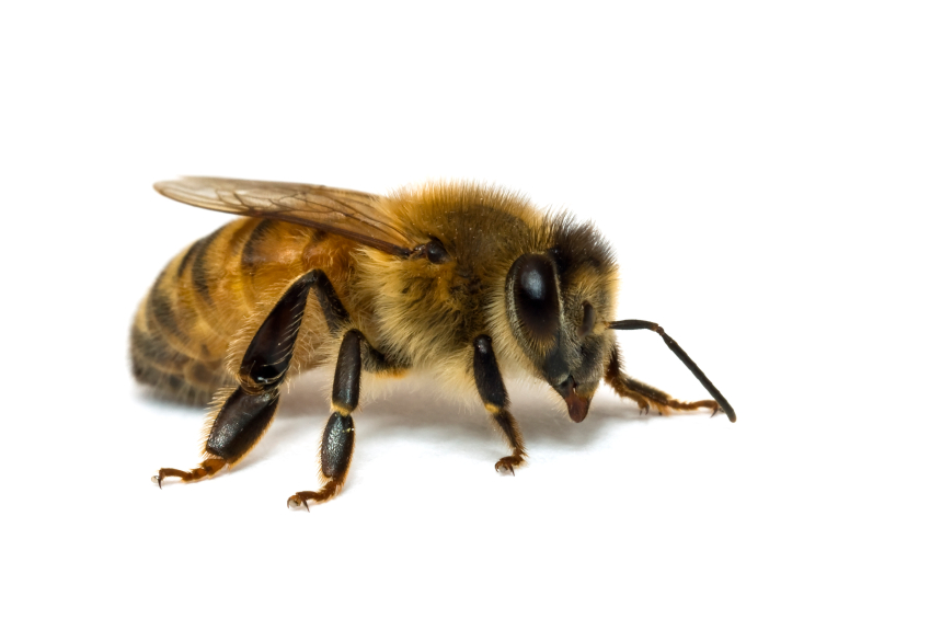 What Do You Need to Know About Beekeeping for Beginners? | Networx