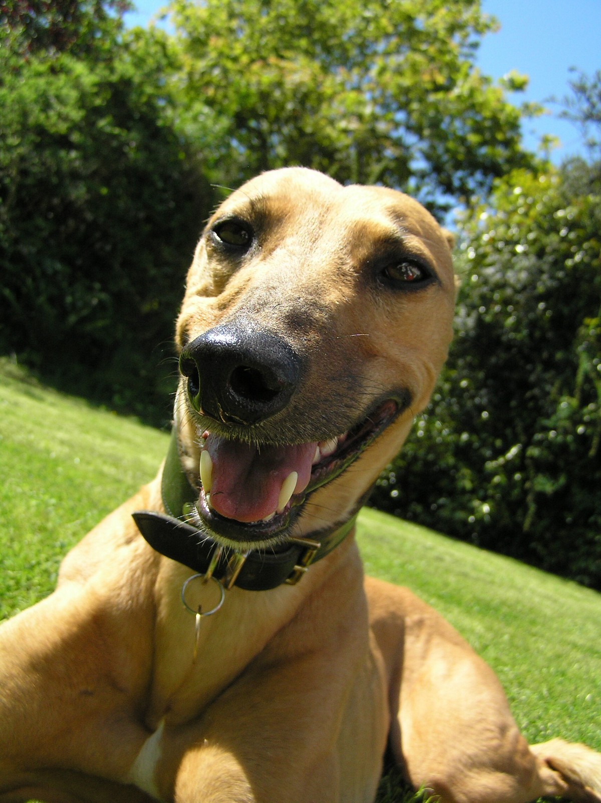 How Can You Help a Rescued Greyhound Adjust to Home Life? | Networx