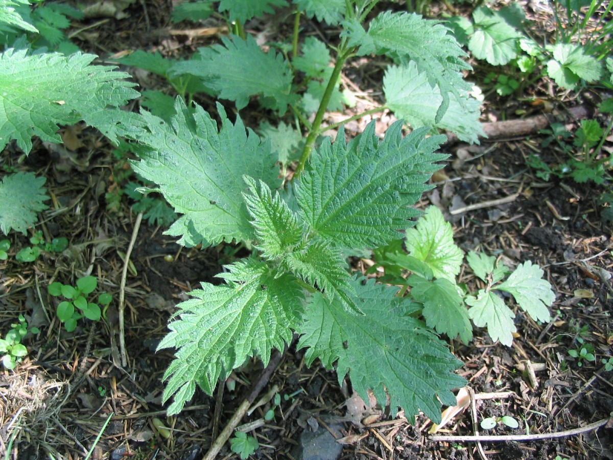 What Are 7 Edible Weeds You Can Grow or Forage? | Networx