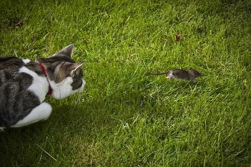 Five Facts About House Mice - Networx