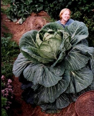 What Are the Largest Vegetables Ever Grown? | Networx