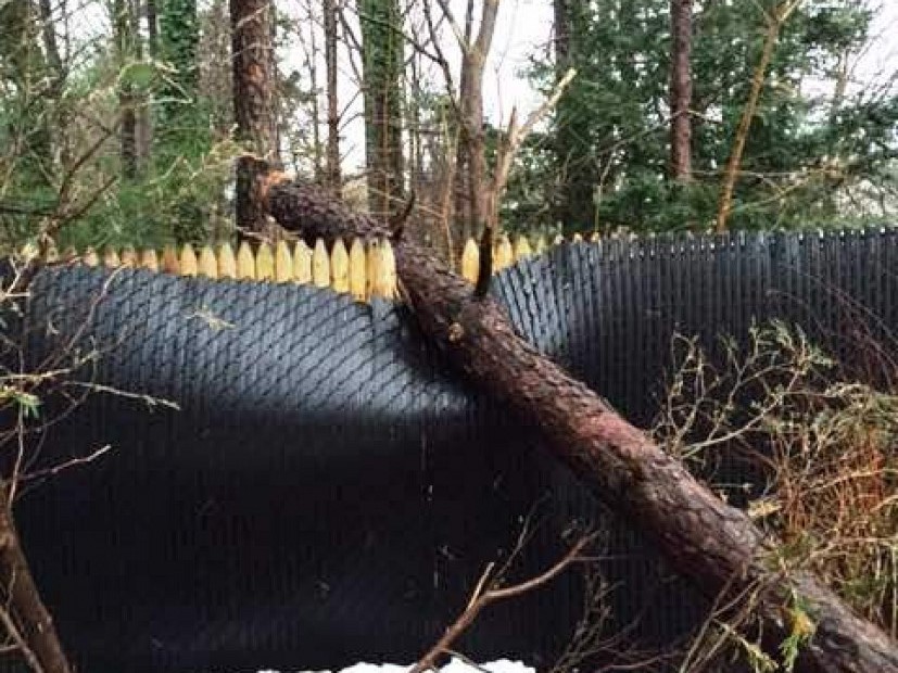 Emergency Fencing Repair after a Tree Fell on my Chain Link Fence | Networx