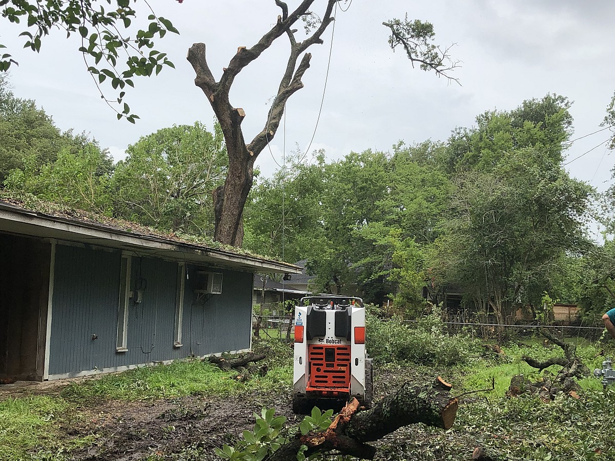 #1 Adolfo's Tree Service Houston, TX, 77038 | Networx