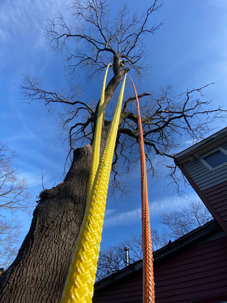 Pro Crew Tree Service & Landscaping Lynn, MA, 01902 | Networx