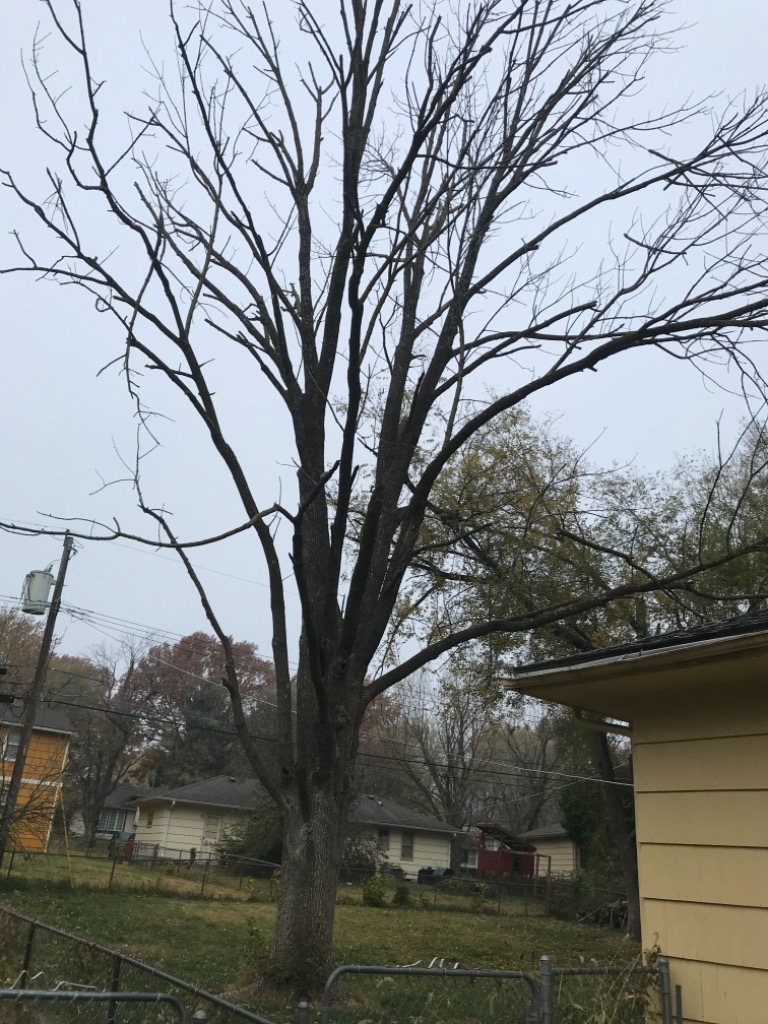 J.L Absolute Tree Service Independence, MO, 64056 | Networx