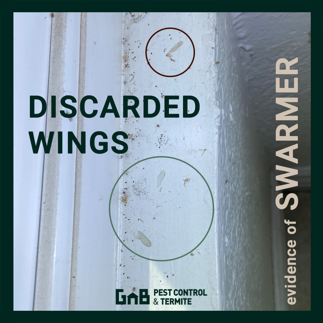 GNB Pest Control & Termite Carson, CA, 90746 | Networx