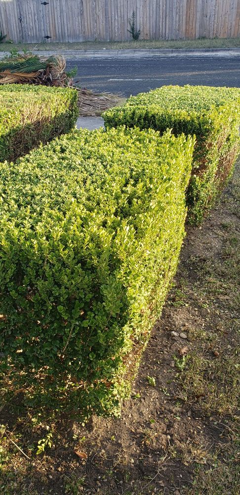 Cowboy Tree Service San Antonio, TX, 78212 | Networx