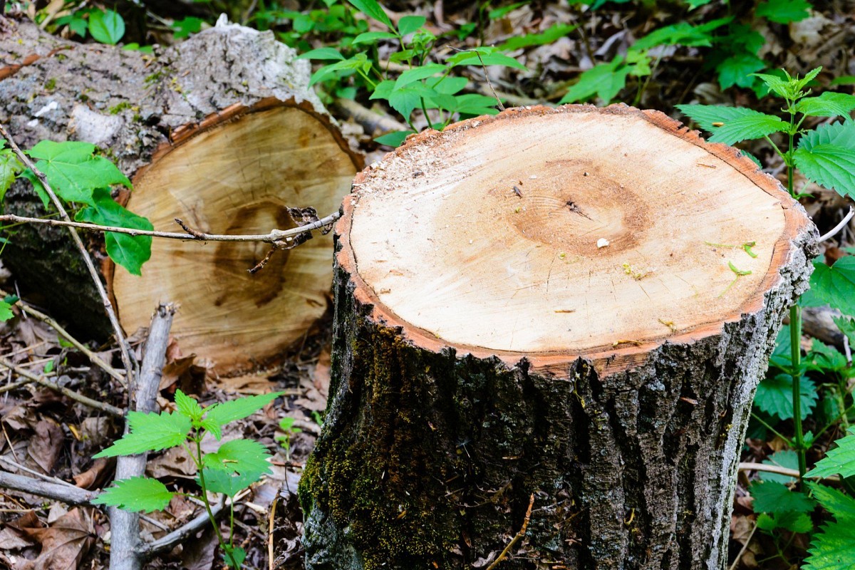Cowboy Tree Service San Antonio, TX, 78212 | Networx