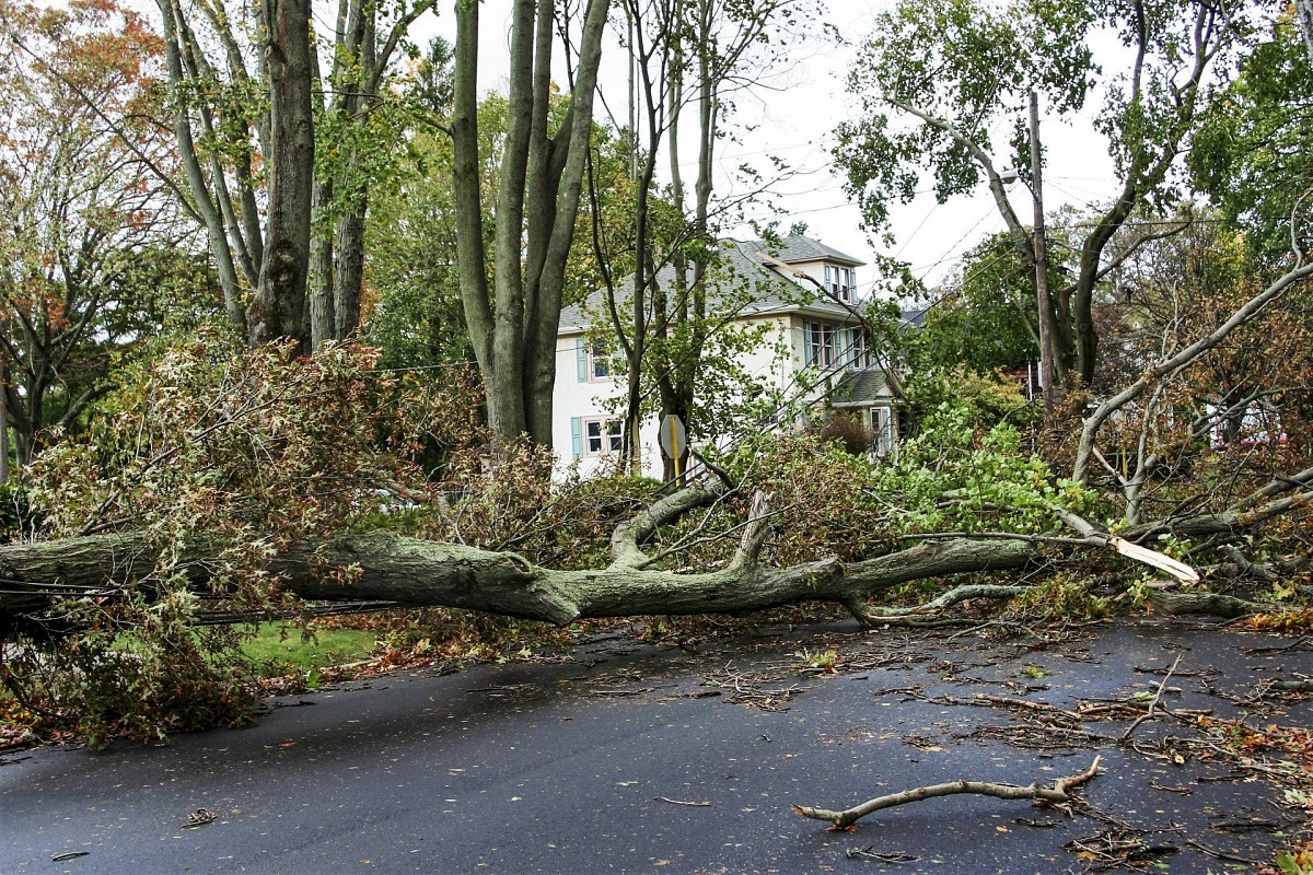 Cowboy Tree Service San Antonio, TX, 78212 | Networx
