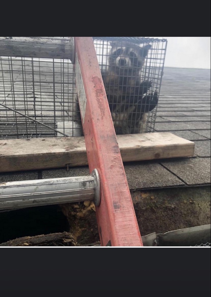 Rodent X Cleveland, OH, 44118 | Networx