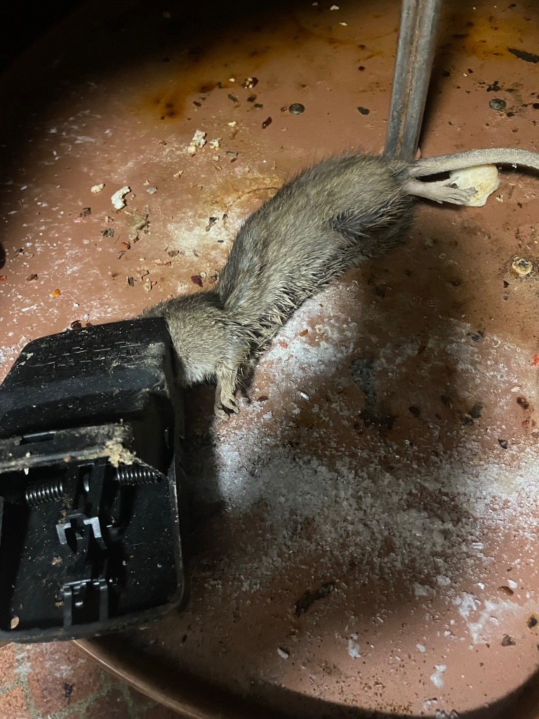 D&R Animal Trapping and Exterminating Cleveland, OH, 44121 | Networx