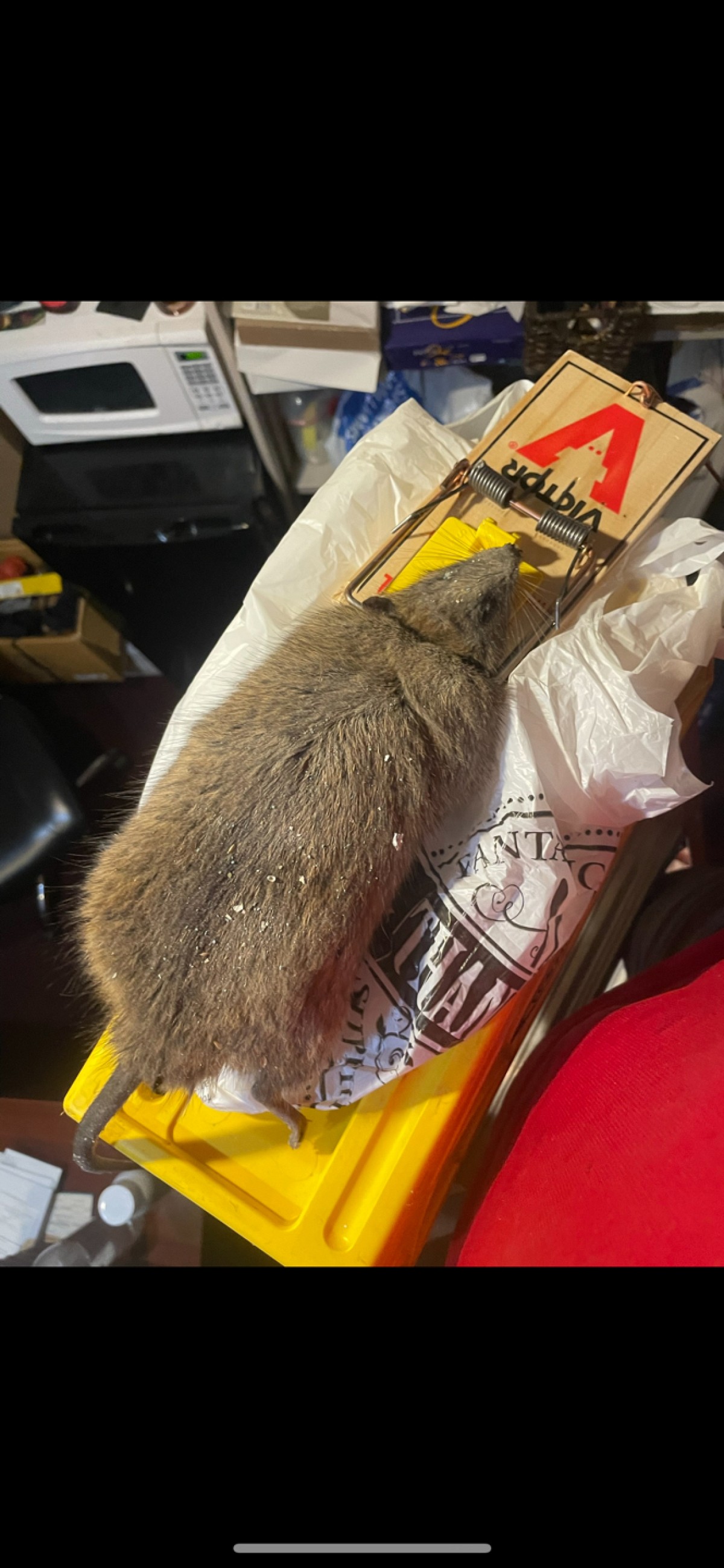 Rodent X Cleveland, OH, 44118 | Networx