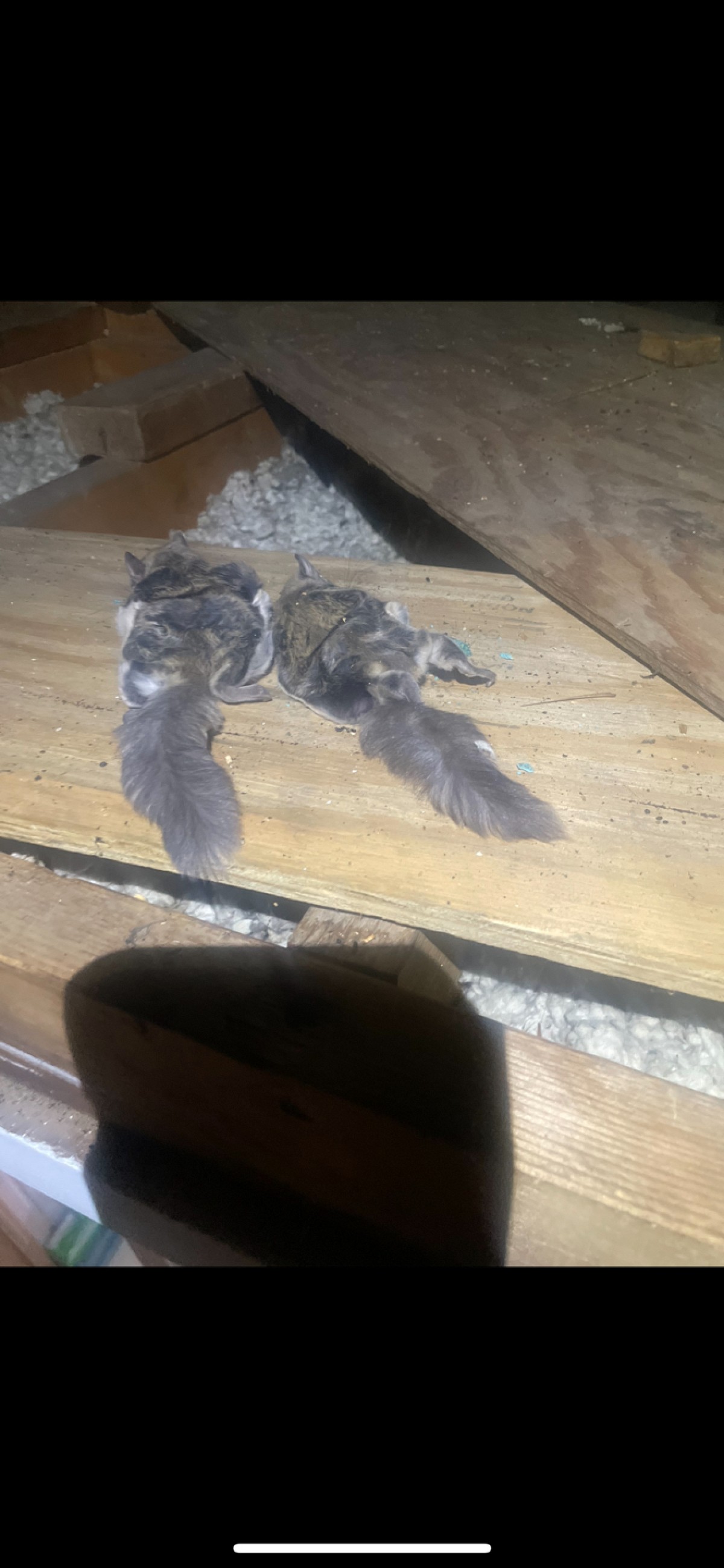 Rodent X Cleveland, OH, 44118 | Networx