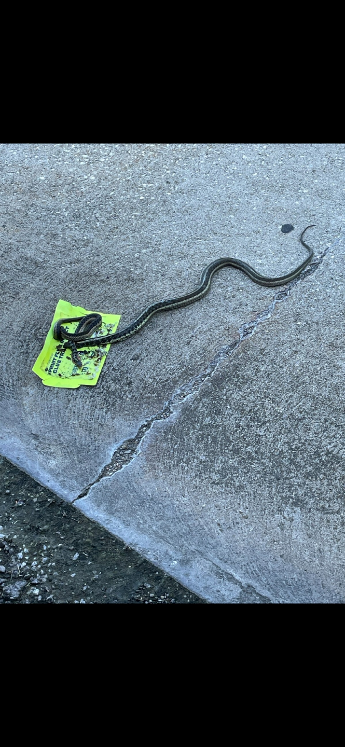 Rodent X Cleveland, OH, 44118 | Networx