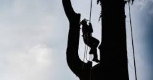 All Star Tree Service Limestone, TN, 37681 | Networx