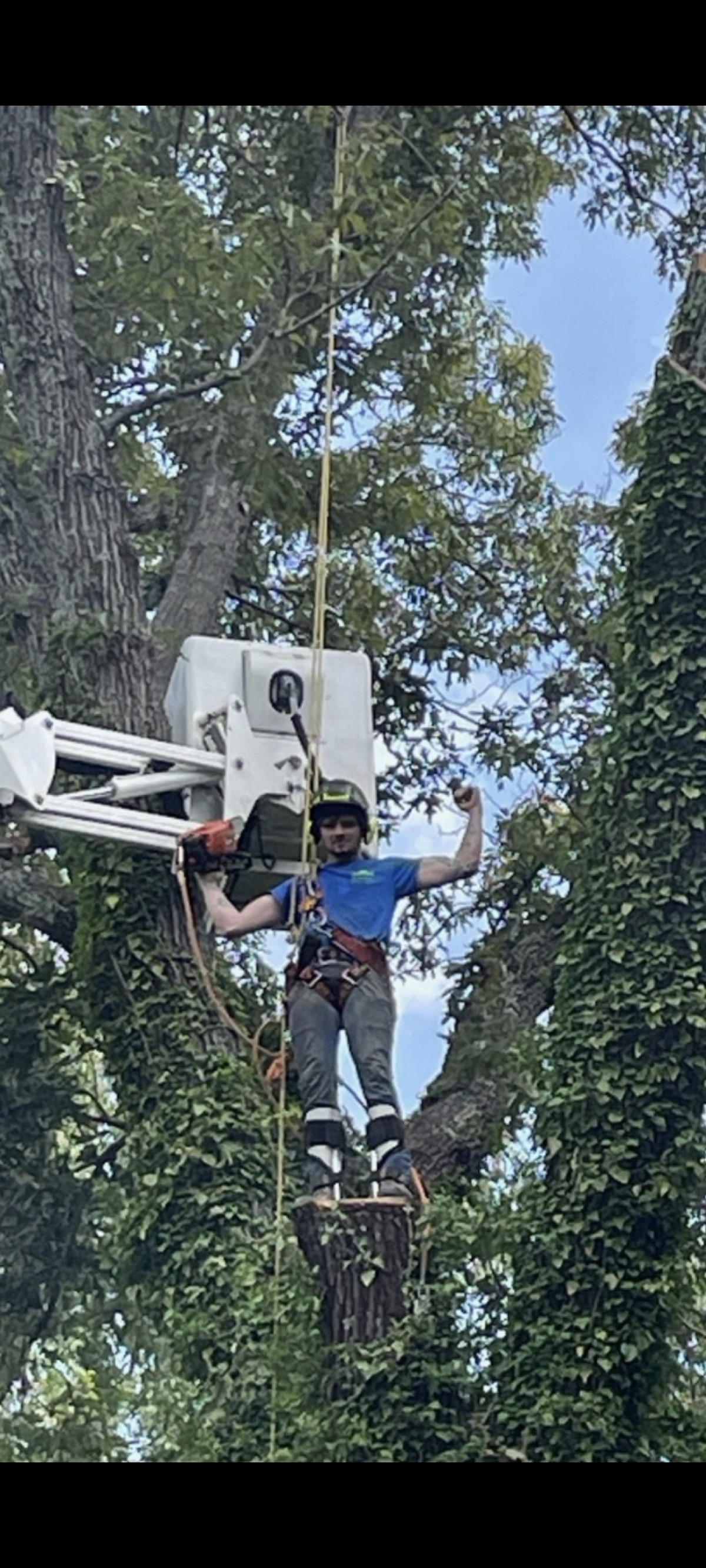 All Star Tree Service Limestone, TN, 37681 | Networx