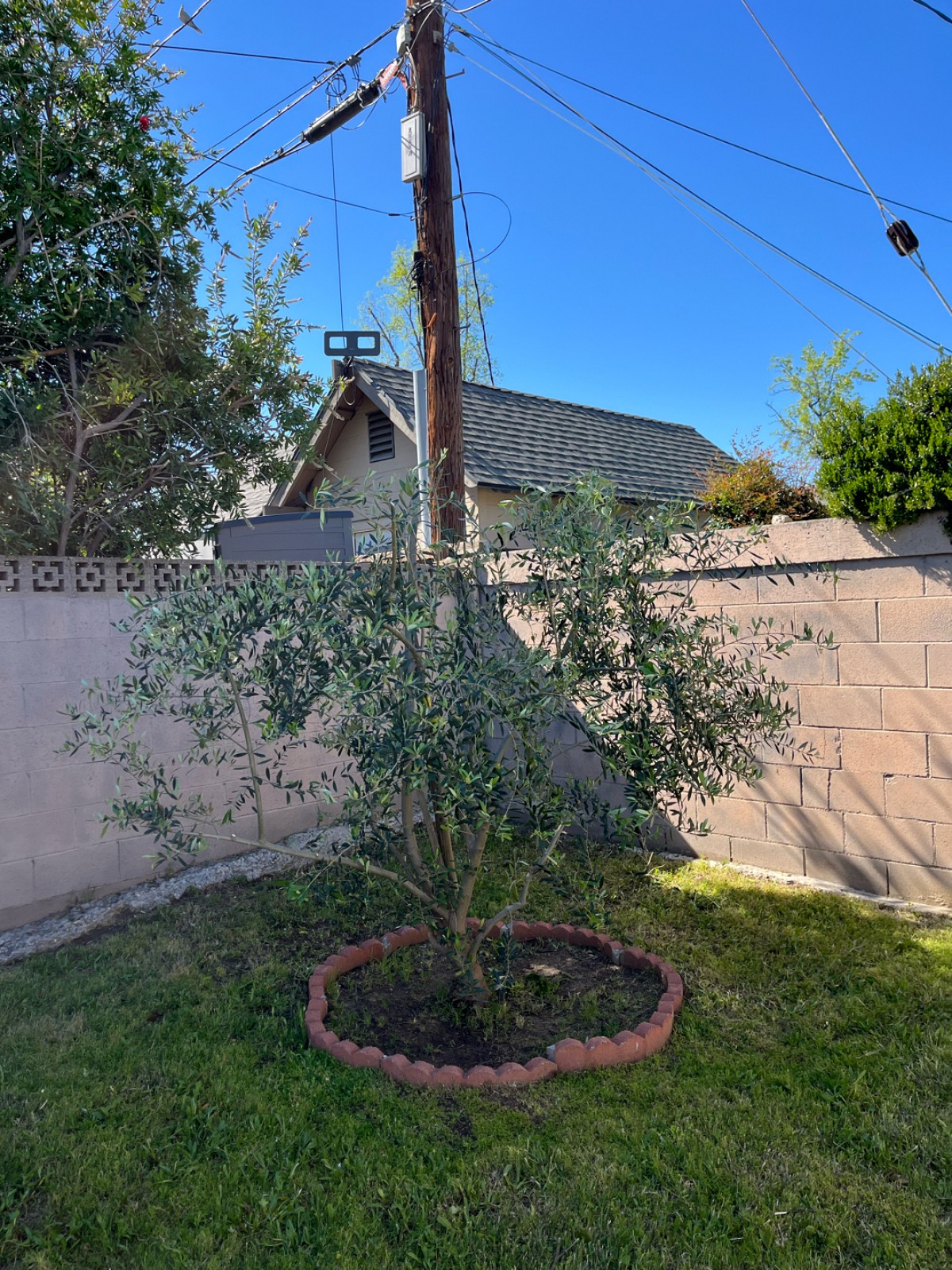 Mendoza & Family Tree Service Inc. Pacoima, CA, 91331 | Networx