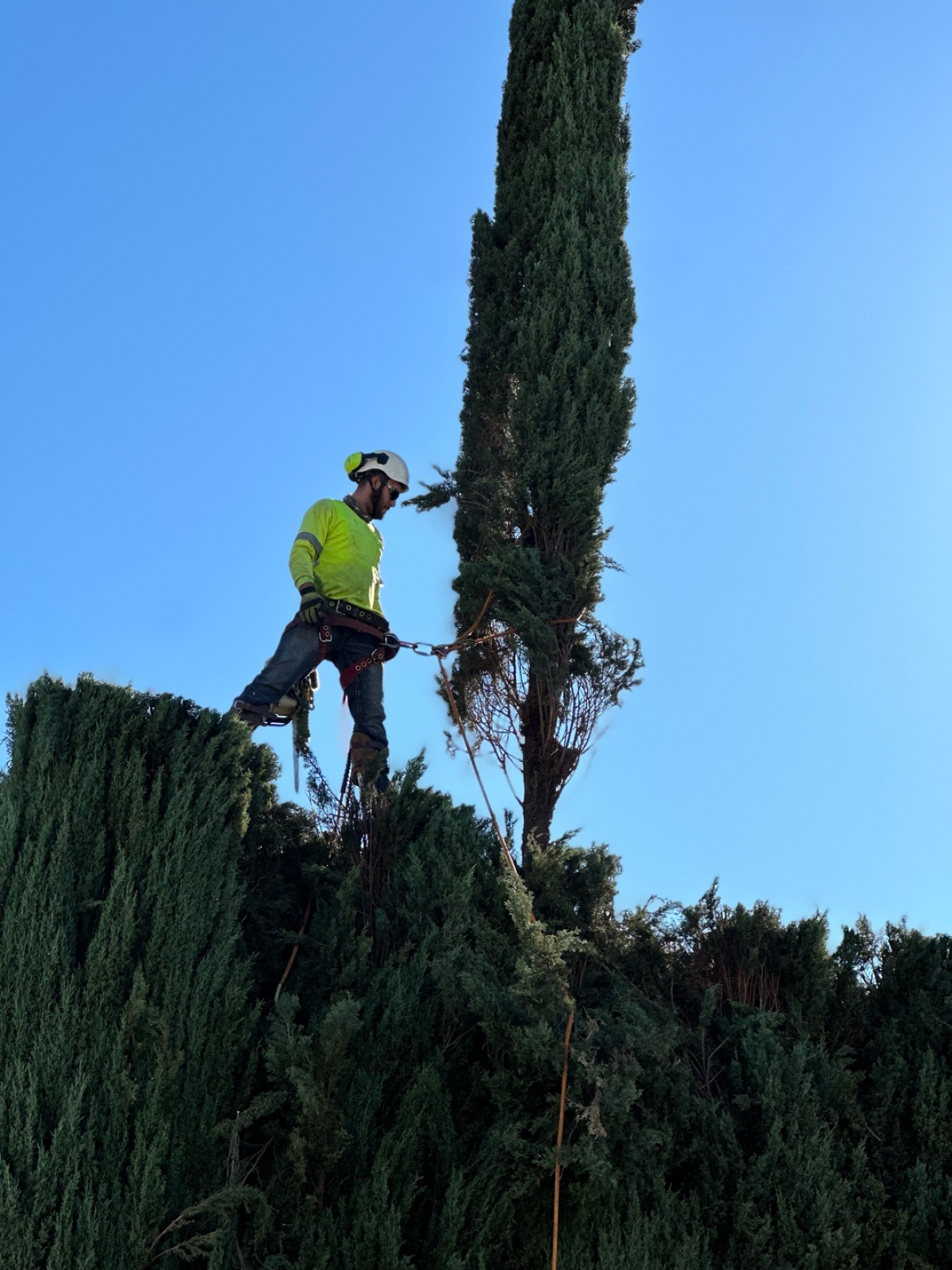 Betzy Tree Care Fair Oaks, CA, 95628 | Networx