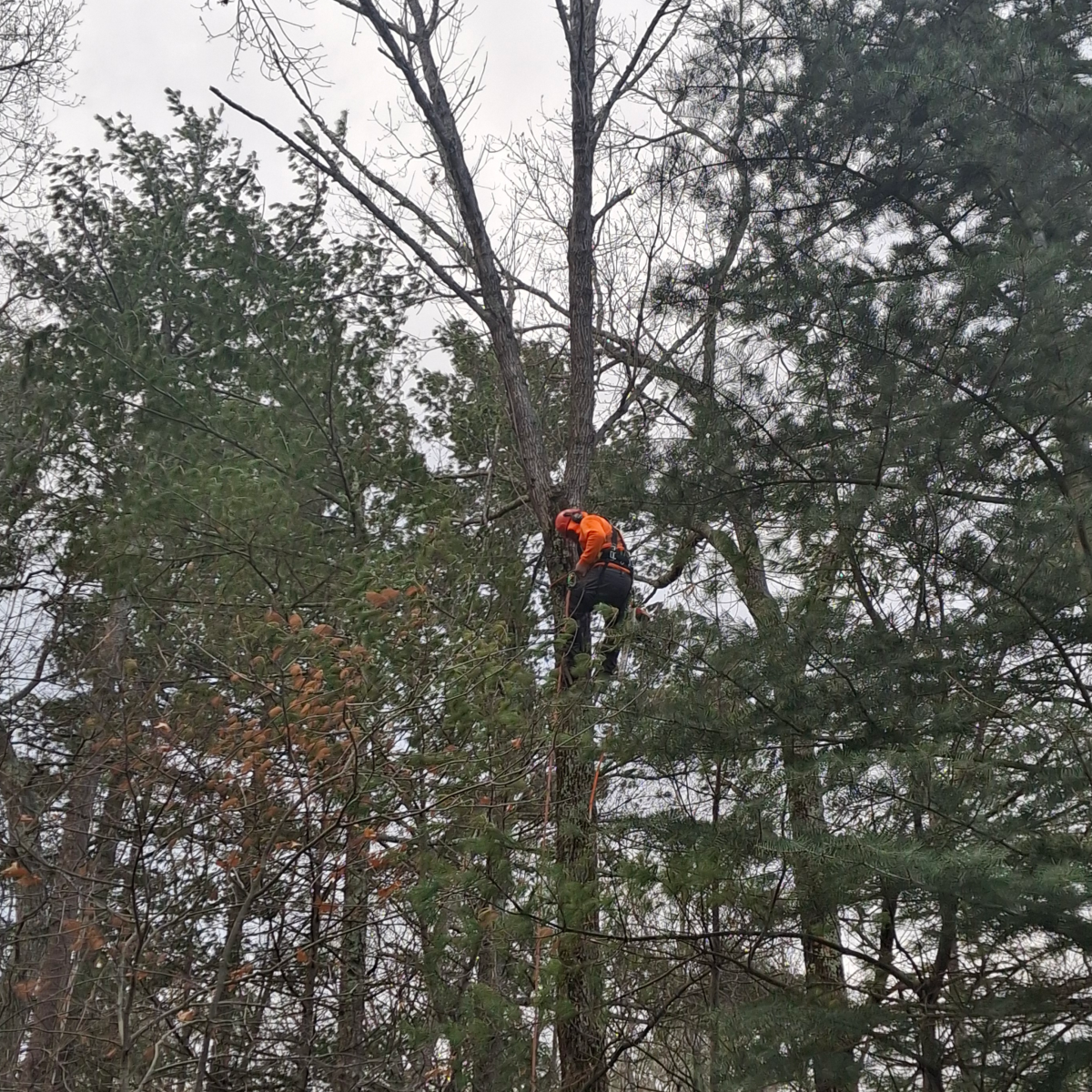 JD Tree and Landscape Service Middleton, MA, 01949 | Networx