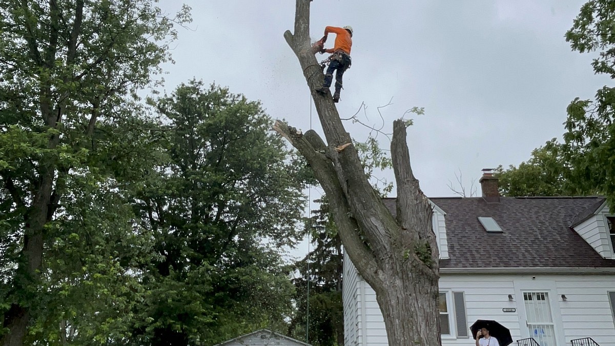 Great View Tree Service Round Lake, IL, 60073 | Networx