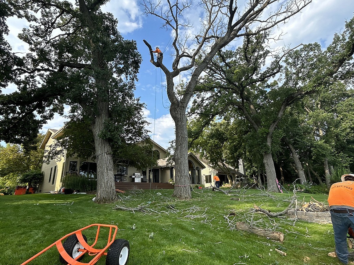 Great View Tree Service Round Lake, IL, 60073 | Networx