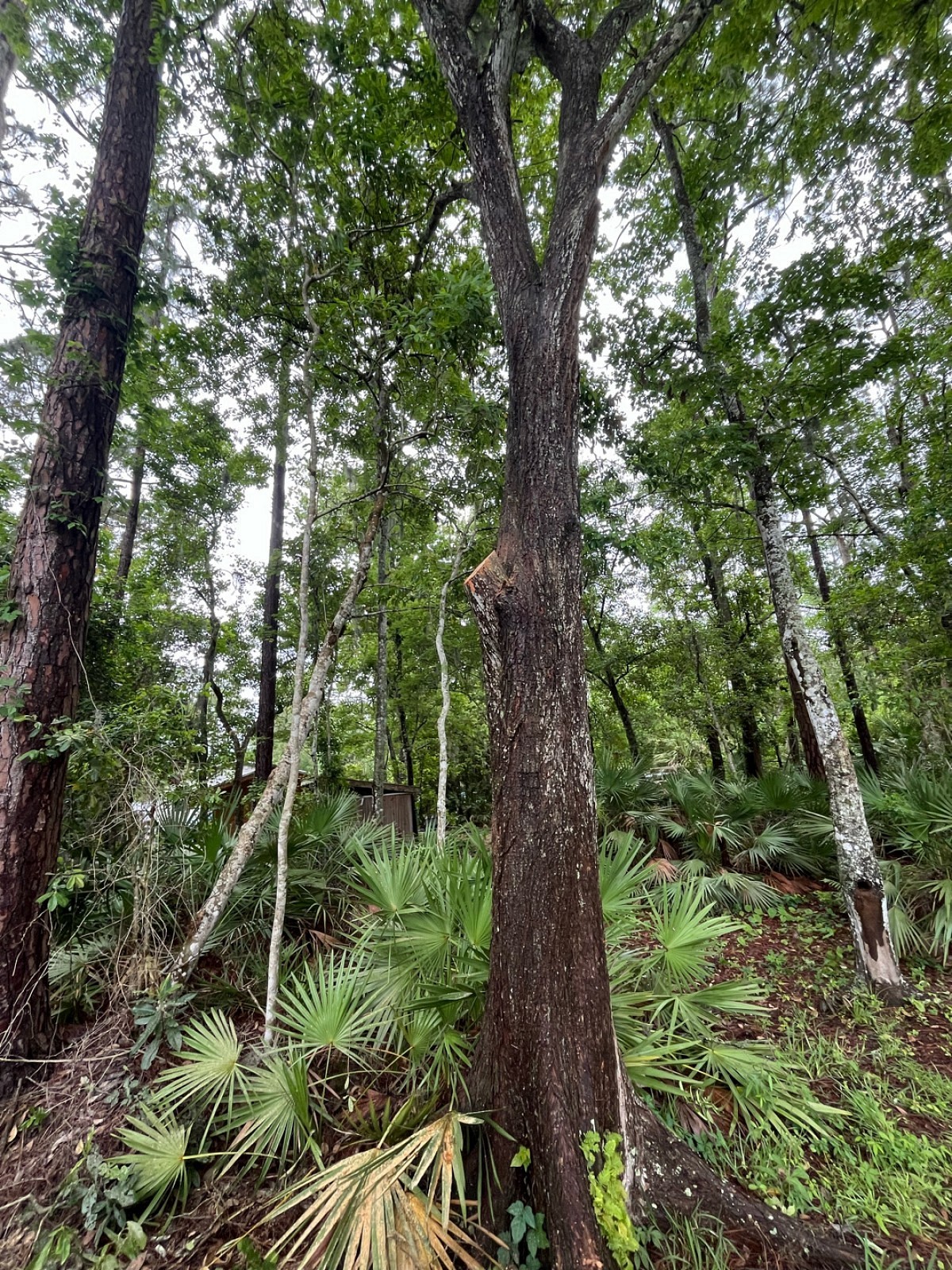 Tree Services Your Way LLC Palatka, FL, 32177 | Networx