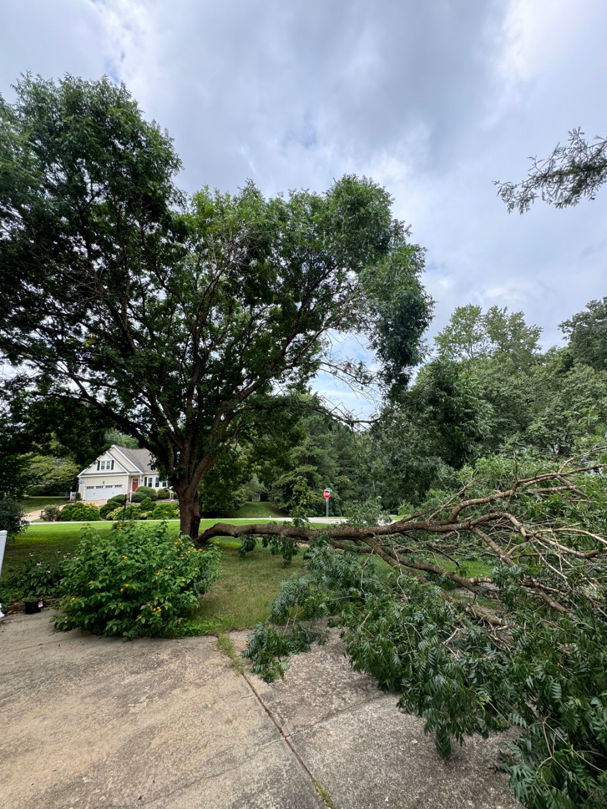 Oak City Tree Services Raleigh, NC, 27610 | Networx