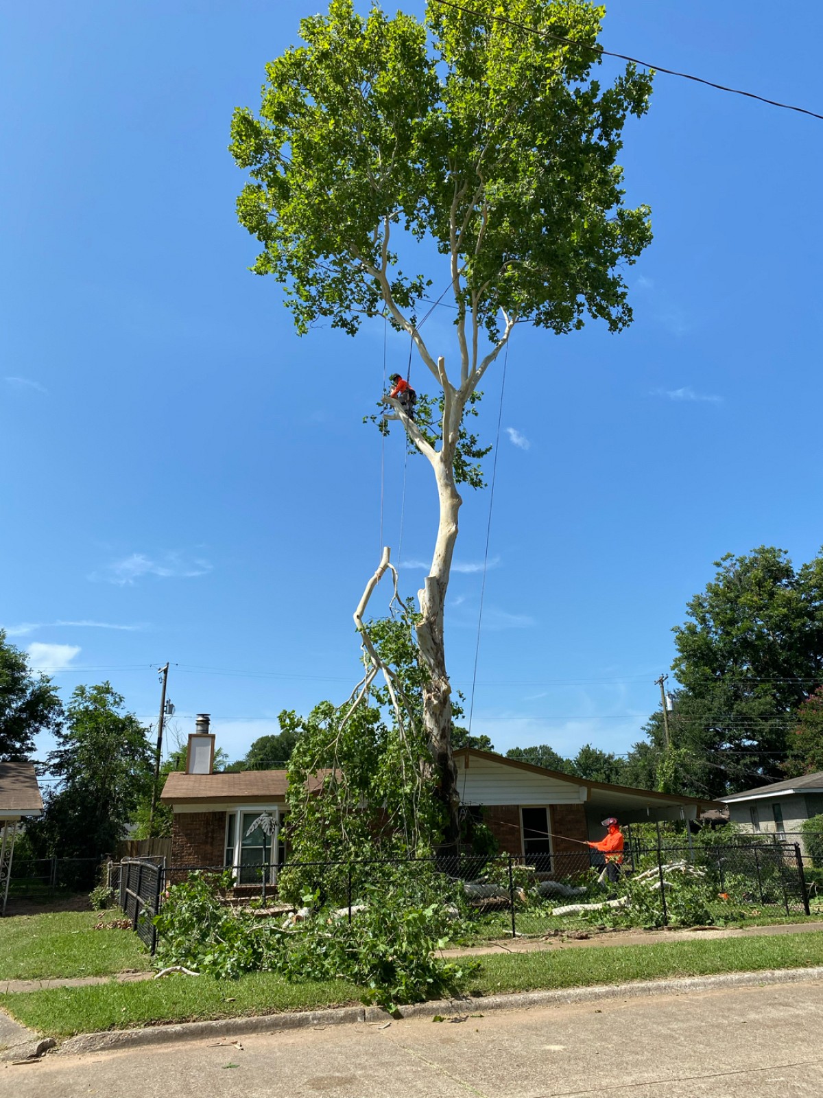 Elevation Tree Experts Brandon, MS, 39047 | Networx