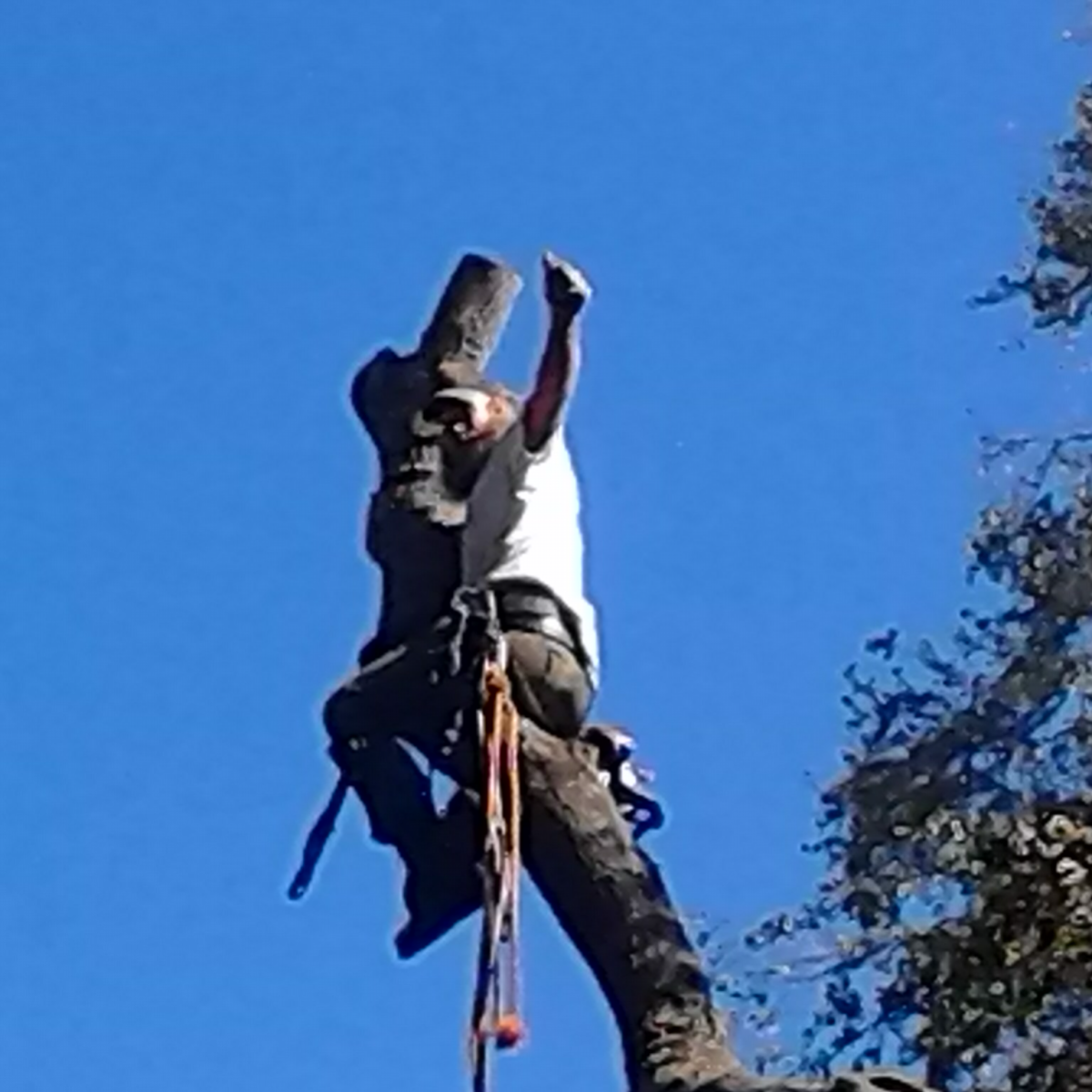 Josh Collins Tree and Lawn Homosassa, FL, 34448 | Networx