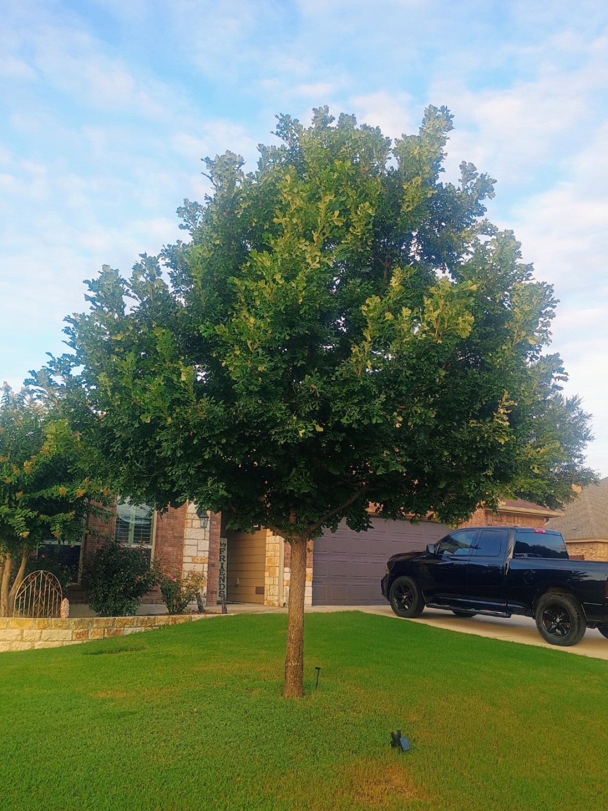 Tree-Mendous Care Harker Heights, TX, 76548 | Networx