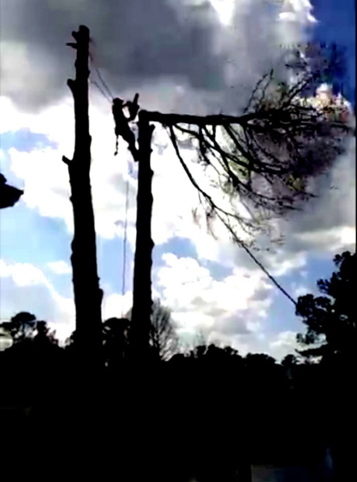 Hunt's Hazardous Tree Removal and Trimming Marion, NC, 28752 | Networx