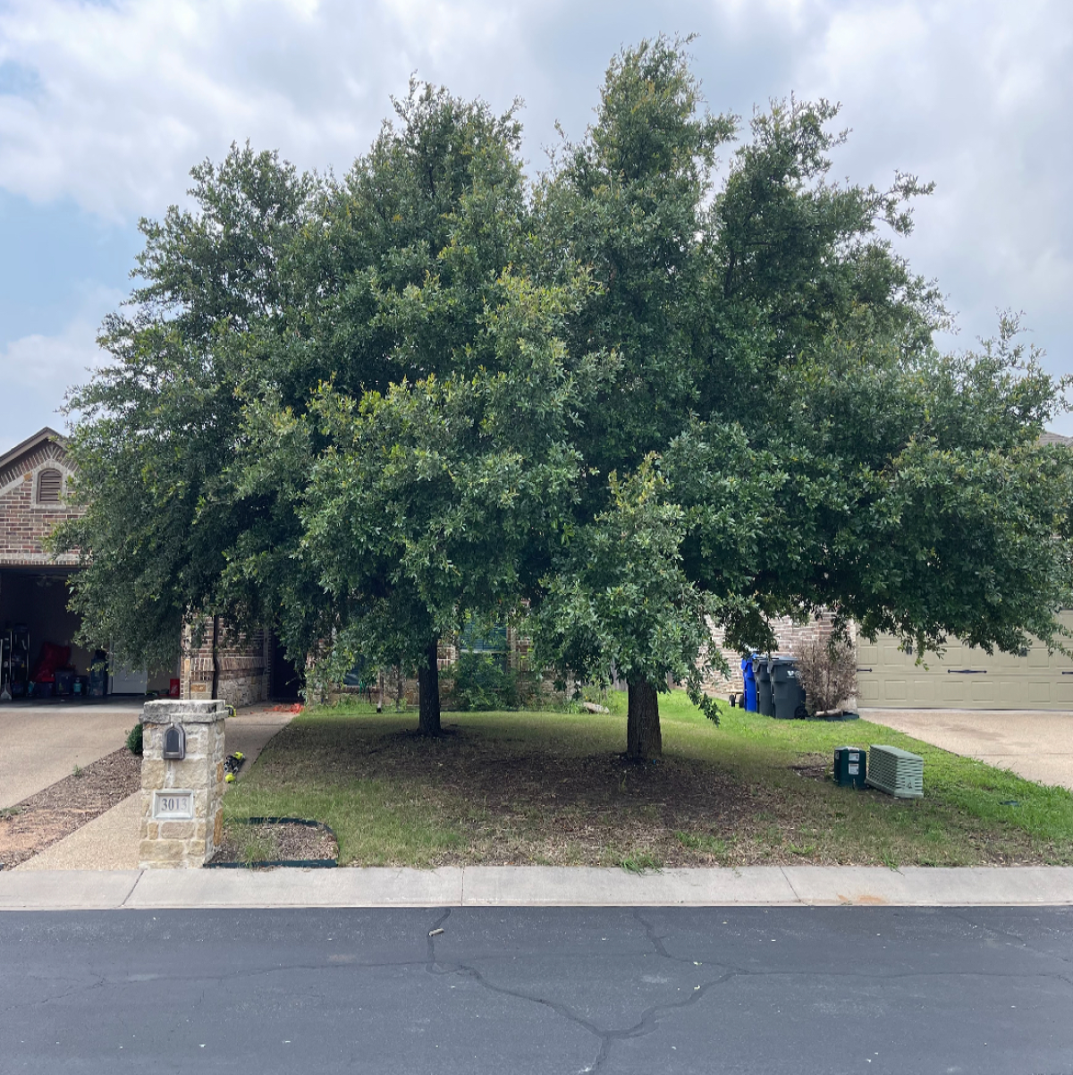 Tex Vet Trees Waco, TX, 76705 | Networx