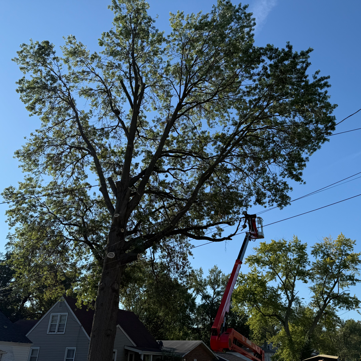 Jays Firewood, Mulch and Tree Service LLC Saint Mary, MO, 63673 | Networx