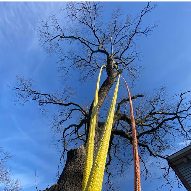 Pro Crew Tree Service & Landscaping Lynn, MA, 01902 | Networx