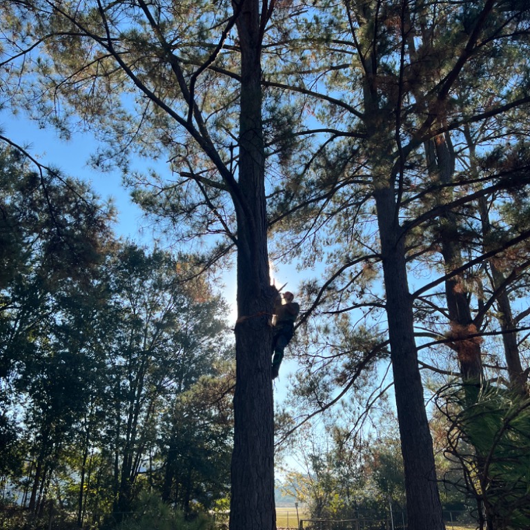 Big Jon's Tree Service Jesup, GA, 31545 | Networx