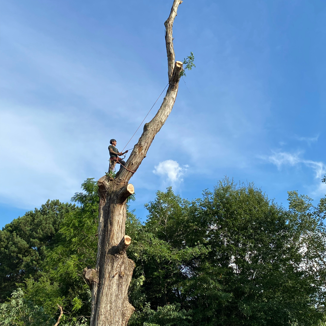 34 Trees Clute, TX, 77531 | Networx