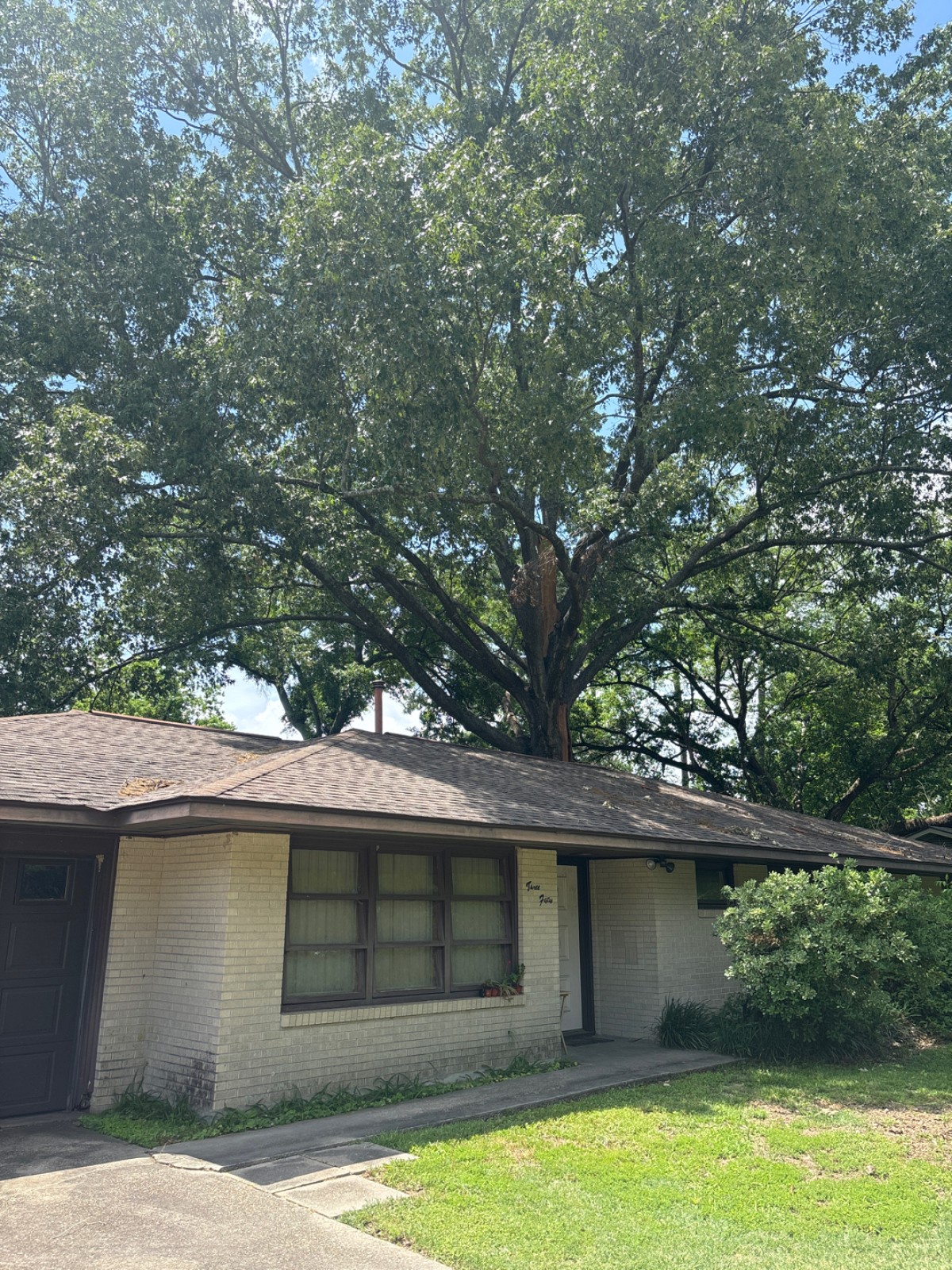 Hedgehog Tree Service & Custom Pruning LLC Baton Rouge, LA, 70810 | Networx