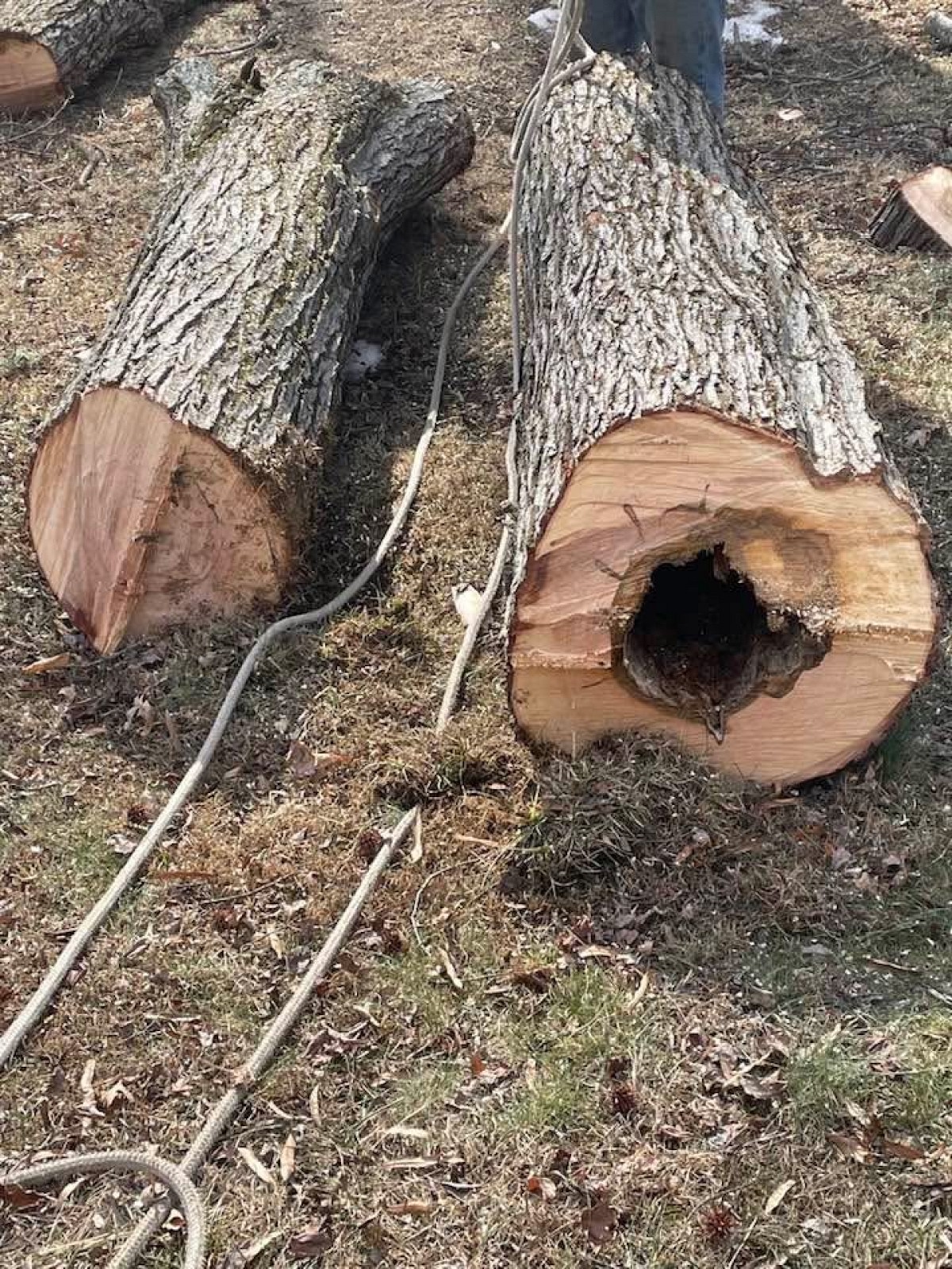 Ricks Integrity Tree Care Locust Grove, VA, 22508 | Networx