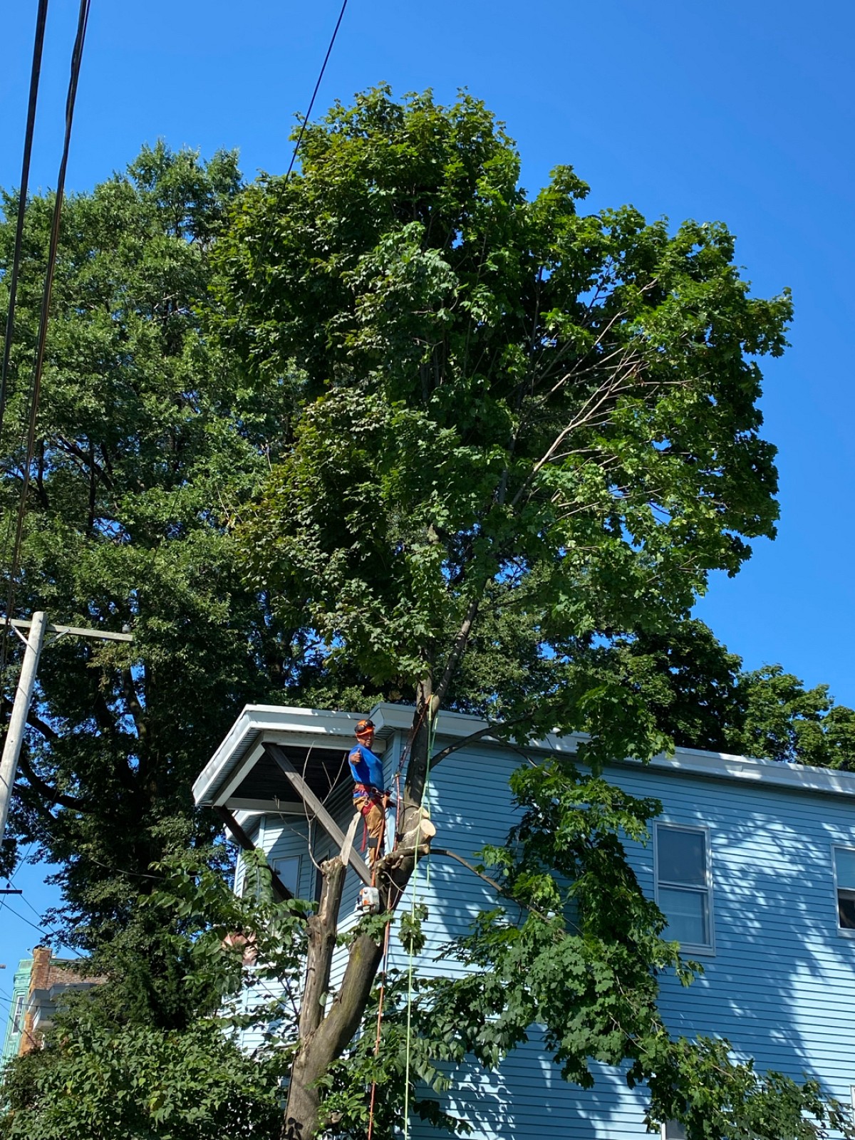 Claudio's Tree Service & Landscape Constructions Corp Lexington, MA ...
