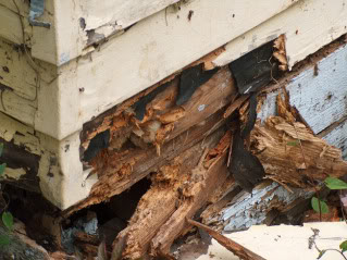 What Is Dry Rot and How Can You Prevent It? | Networx