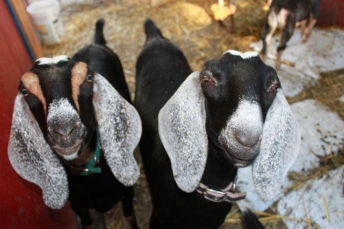 How Do You Start Keeping Goats at Home? | Networx