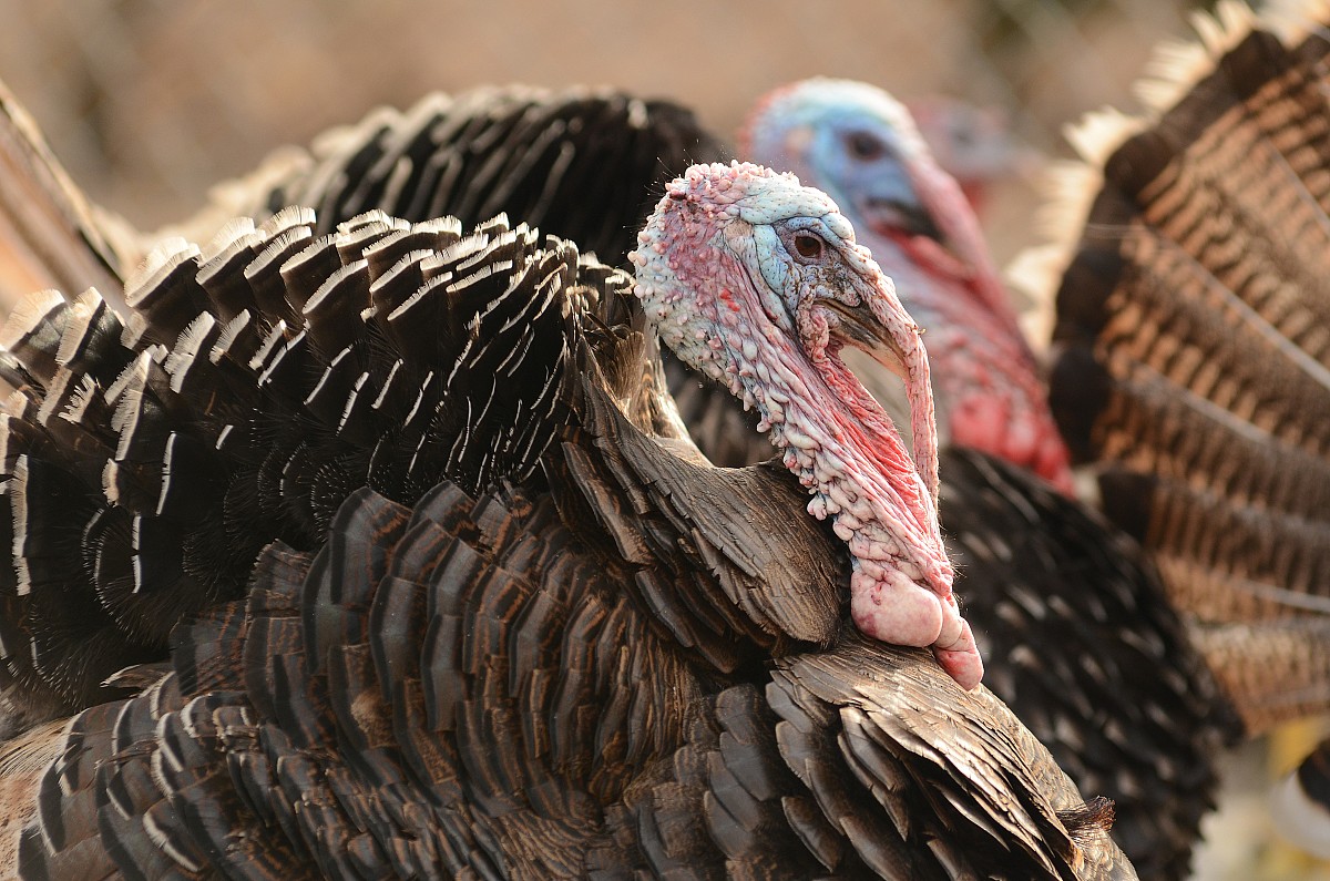 What Are 10 Facts About Turkeys? | Networx