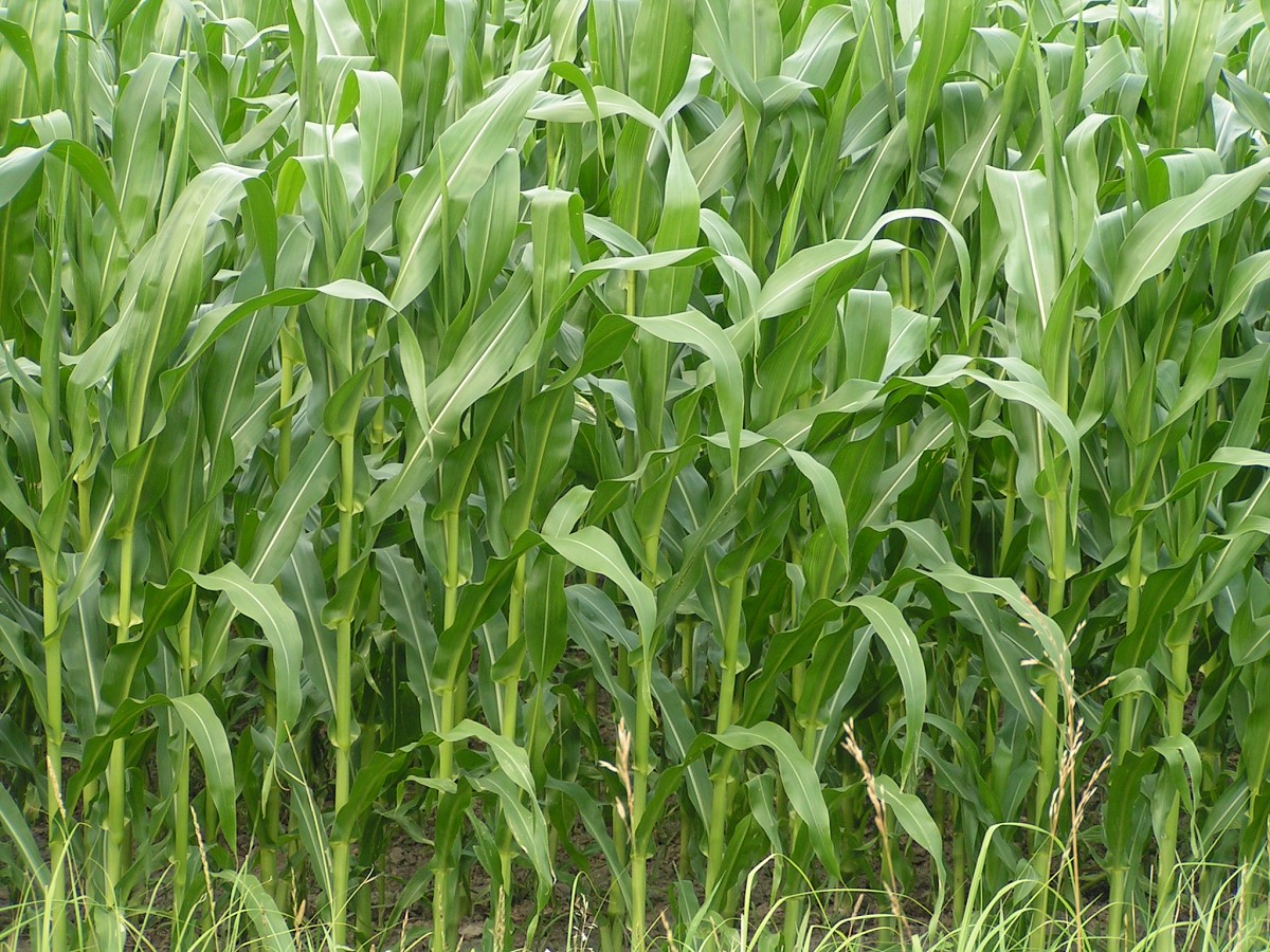 What Are Corn Countertops and Are They Eco-Friendly? | Networx