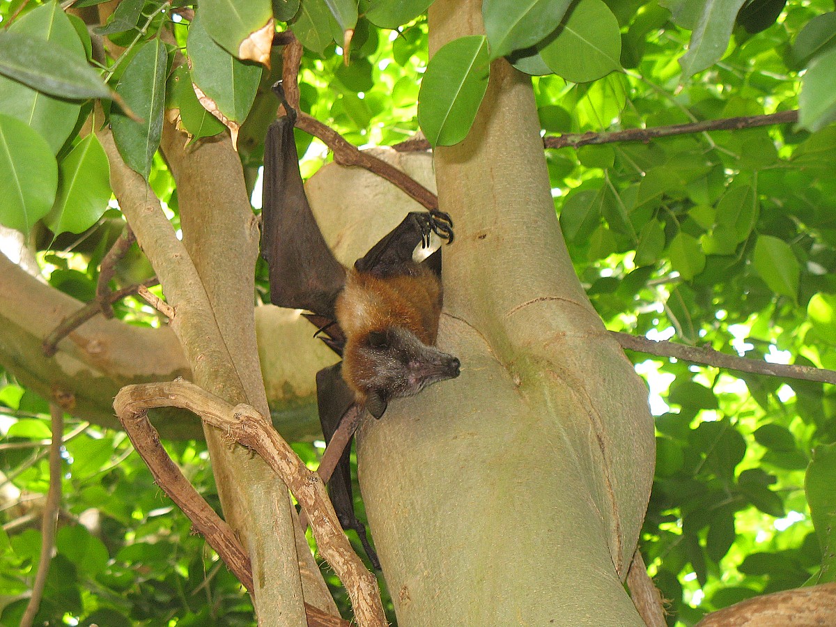 How Do You Welcome Bats to Your Garden? | Networx