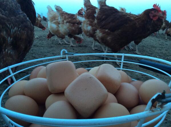 The Chicken That Lays Square Eggs - Networx