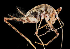 How Do You Get Rid of Spider Crickets? | Networx