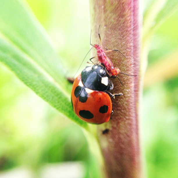 Update on Ladybugs as Natural Pest Control - Networx