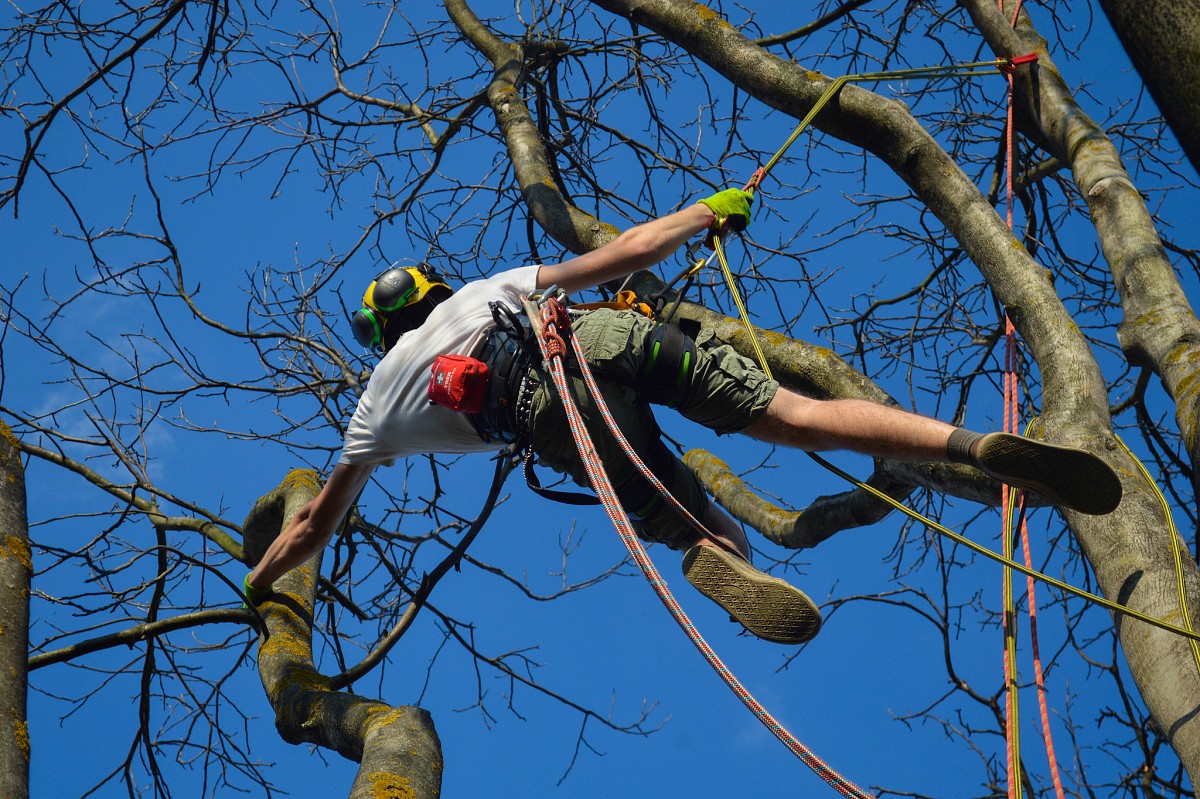What Is an Arborist and What Do They Do? | Networx