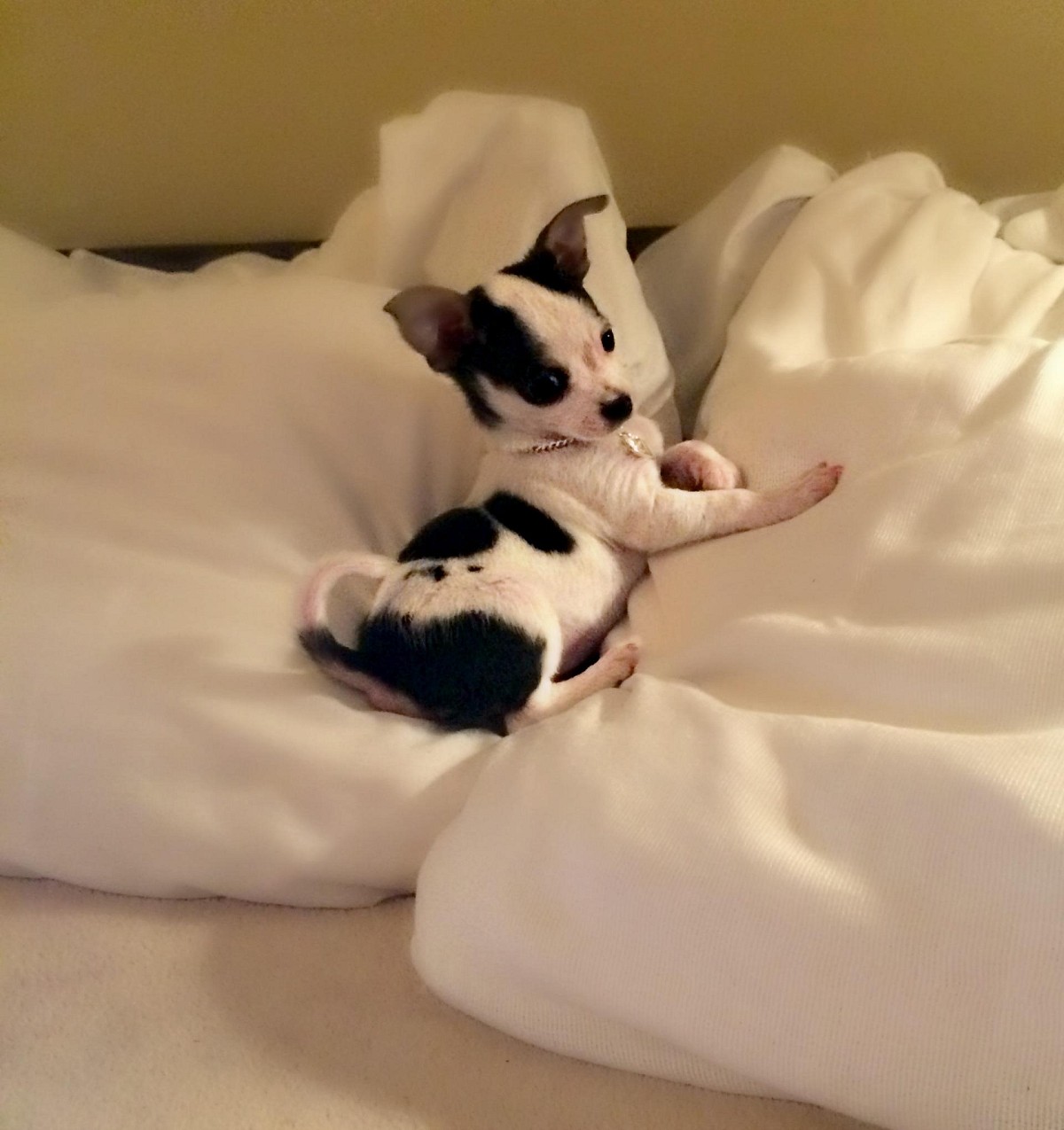 How Do You Choose the Right Bed? | Networx