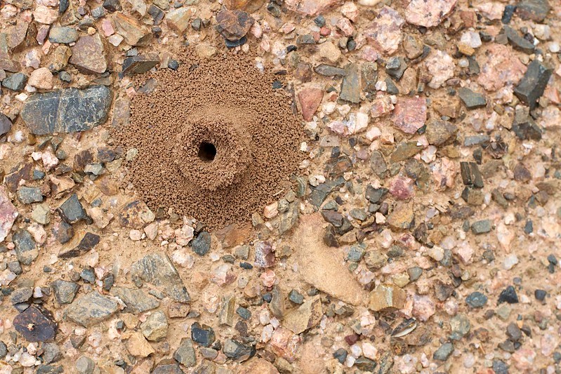 What's the Most Effective Way to Remove Anthills? | Networx